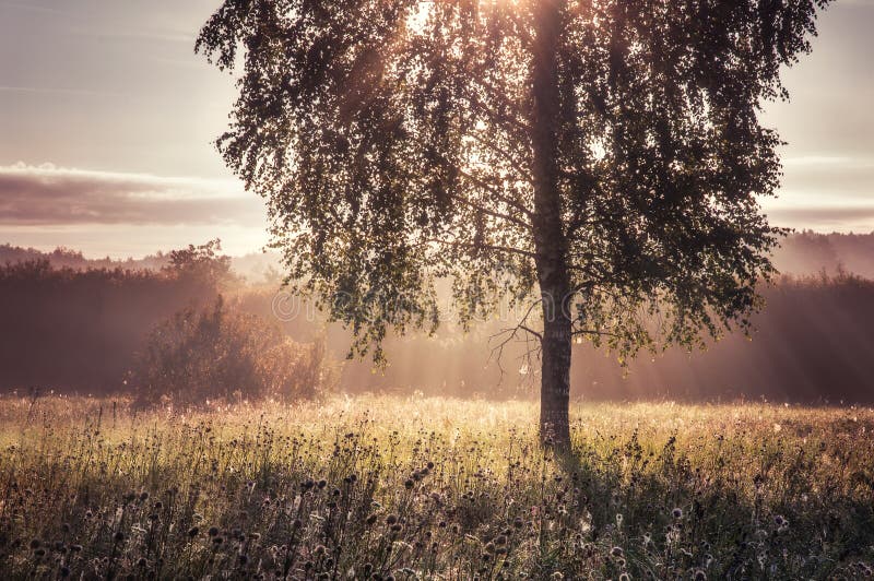 Morning forest stock image. Image of environment, rays - 27054785