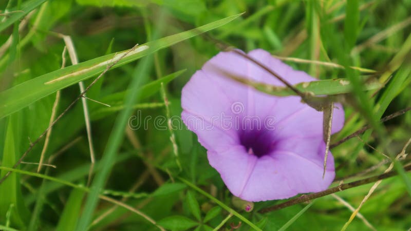 Beautiful Morning Glory Flower with Green Leaf Stock Image - Image of ...