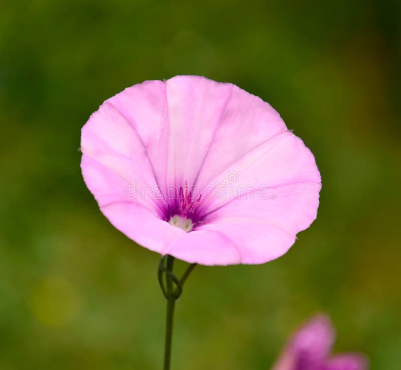 Beautiful Morning Glory Flower Stock Photo - Image of closeup ...