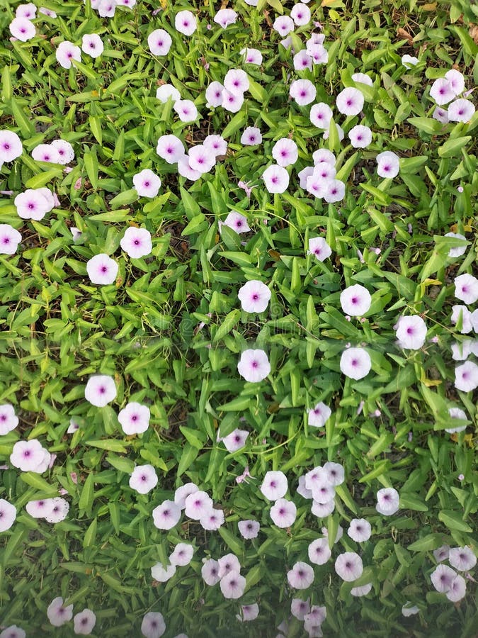Beautiful Morning Glory Flowers and Reflection Stock Image - Image of ...