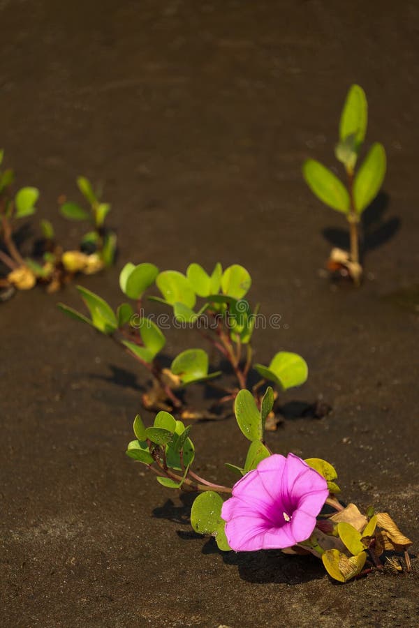 Beautiful Morning Glory Plant on the Beach Stock Image - Image of petal ...