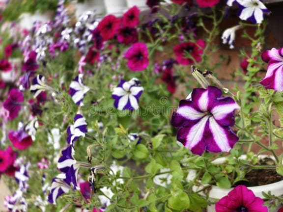 Beautiful Morning Glory White Stripes Stock Photo - Image of stri ...