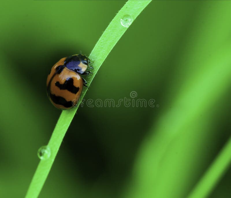 Beautiful Morning with Ladybug. Stock Image - Image of ladybird, garden ...