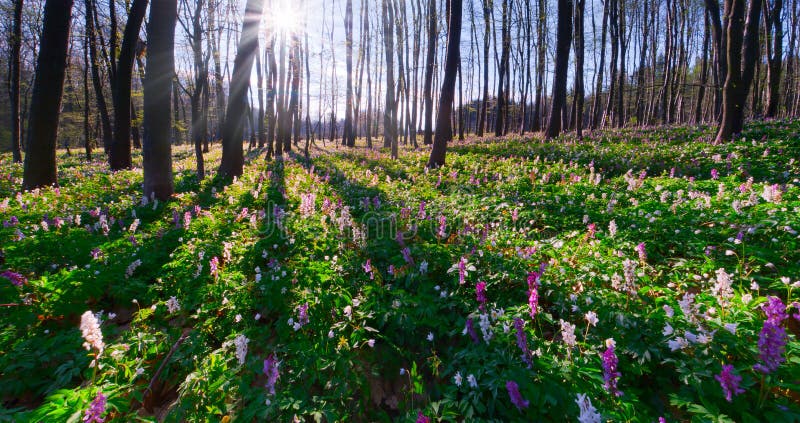 Beautiful Morning Landscape Stock Photo - Image of serenity, scenery ...