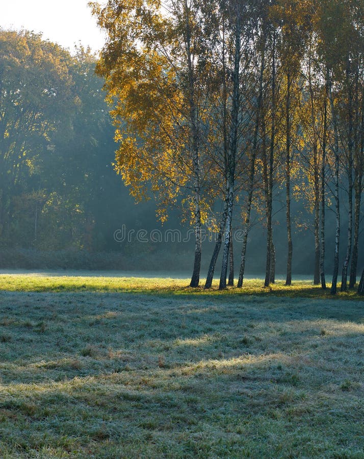 Beautiful Morning Landscape with Birch Trees Stock Photo - Image of ...