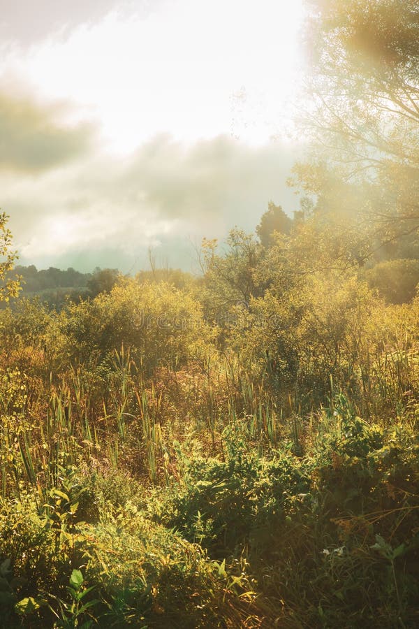 Beautiful Morning Landscape with Sunlight, Haze, Trees and Brush Stock ...