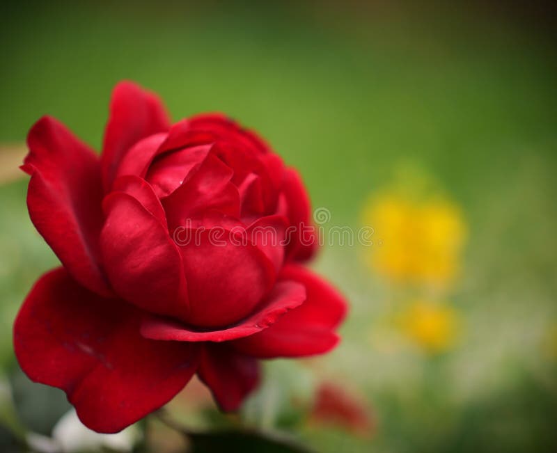 La rose rouge stock image. Image of rose, tulip, shrub - 256965527