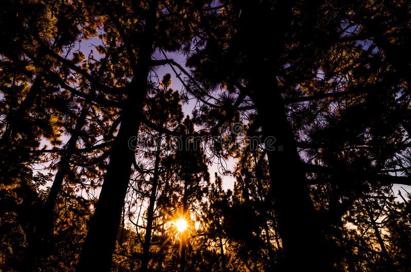 Morning Scene in the Forest Stock Photo - Image of morning, nature ...