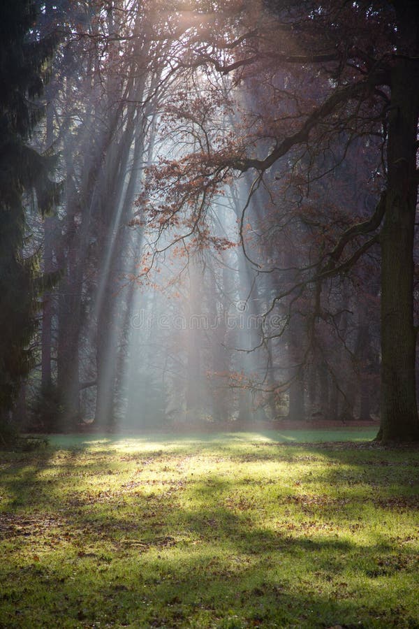 Beautiful Morning Scene in the Forest Stock Image - Image of central ...