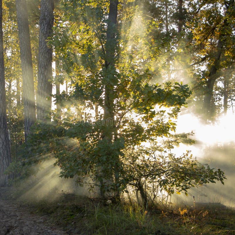 Beautiful Morning Scene, Sun Rays Break through the Branches of Trees ...