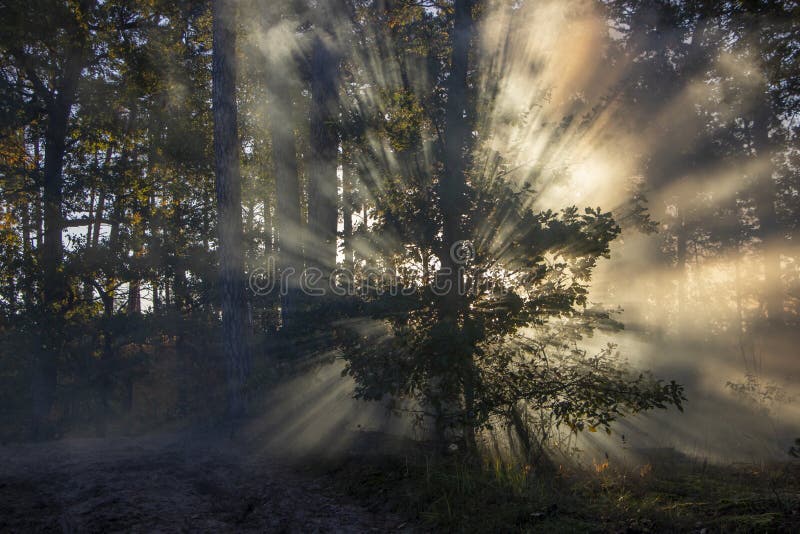 Beautiful Morning Scene, Sun Rays Break through the Branches of Trees ...