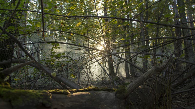 Beautiful Morning Scene, Sun Rays Break through the Branches of Trees ...