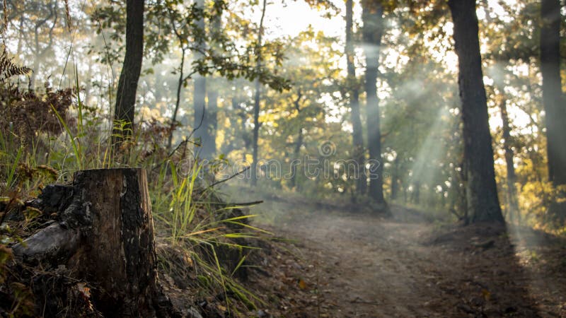 Beautiful Morning Scene, Sun Rays Break through the Branches of Trees ...