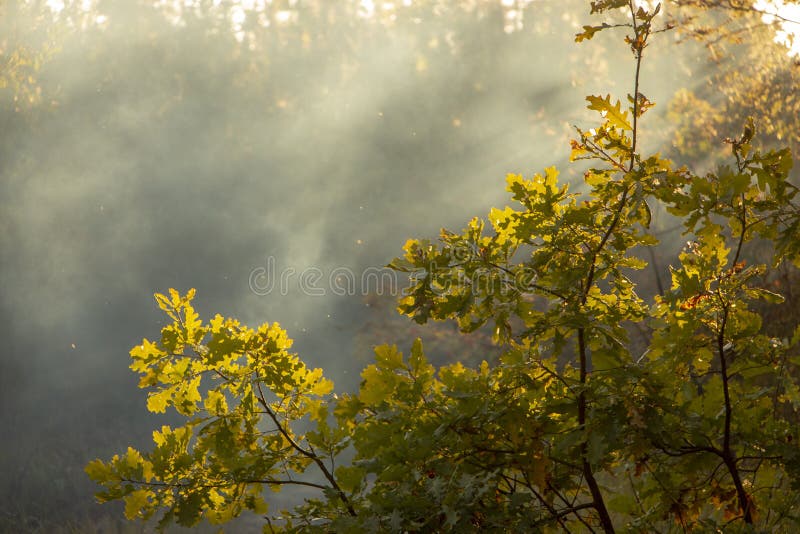 Beautiful Morning Scene, Sun Rays Break through the Branches of Trees ...
