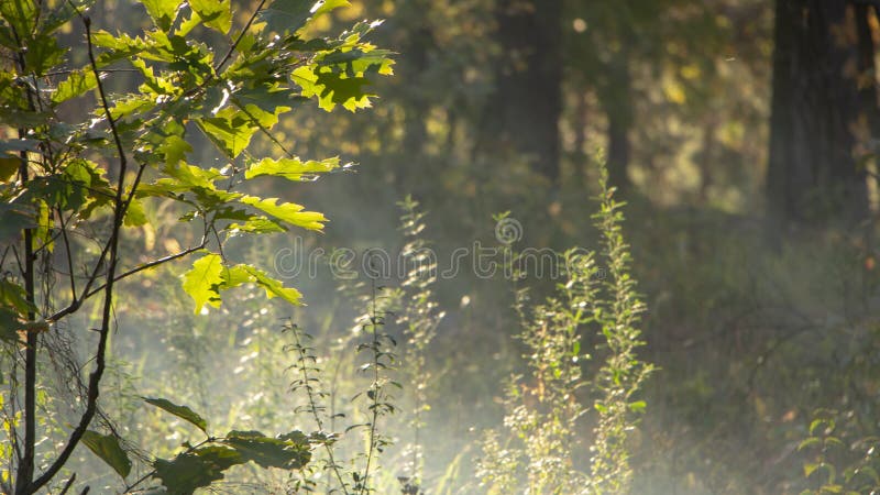 Beautiful Morning Scene, Sun Rays Break through the Branches of Trees ...