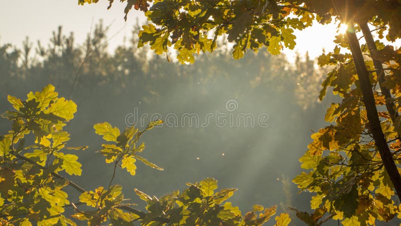 Beautiful Morning Scene, Sun Rays Break through the Branches of Trees ...