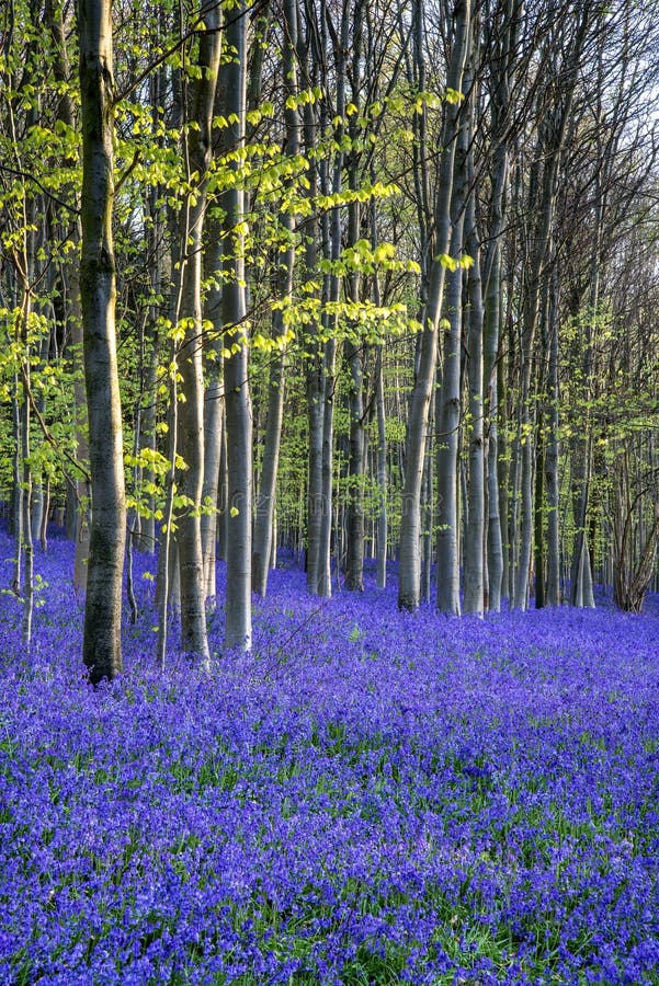 Beautiful Morning in Spring Bluebell Forest with Sun Beams through ...