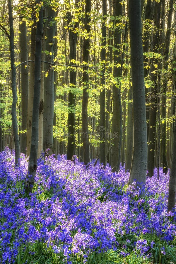 Beautiful Morning in Spring Bluebell Forest with Sun Beams through ...