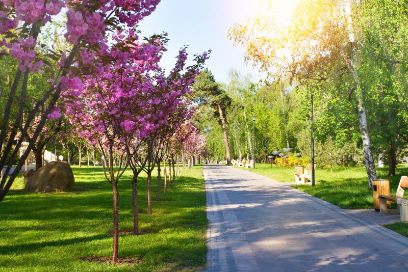 Beautiful Morning Spring Park Landscape with Cherry Blooming Trees ...