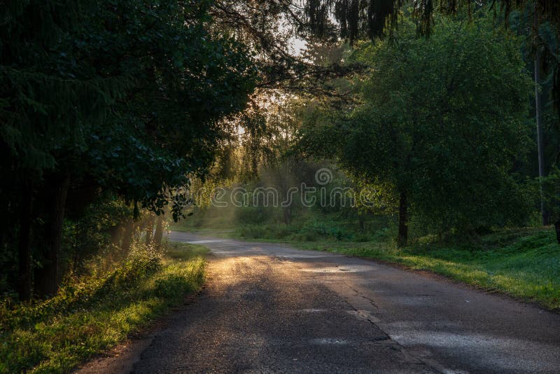 Beautiful Morning Sun Light Shining through the Trees on the Road, Sun ...