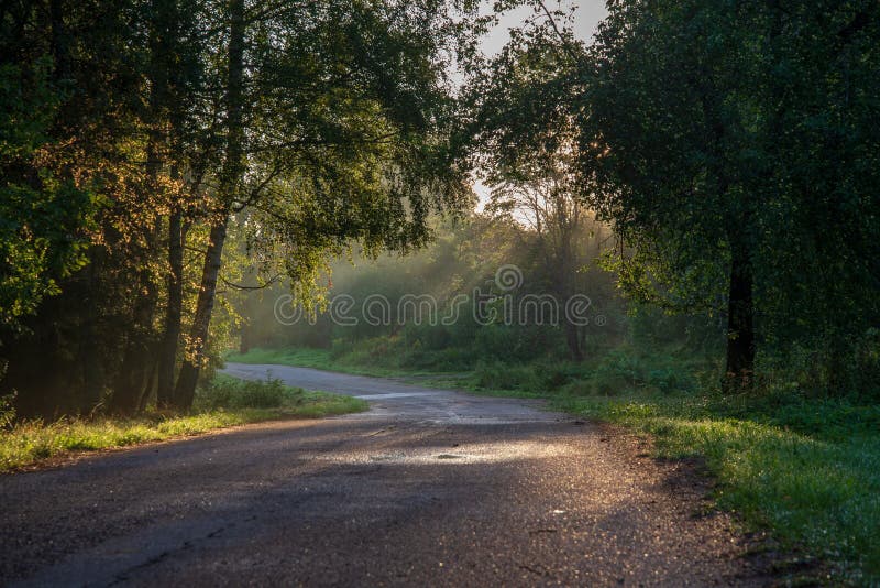 Beautiful Morning Sun Light Shining through the Trees on the Road, Sun ...