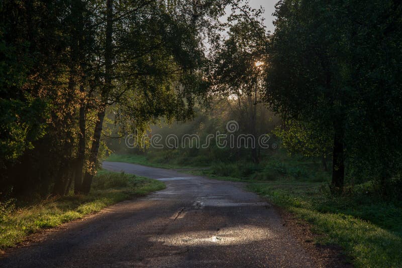 Beautiful Morning Sun Light Shining through the Trees on the Road, Sun ...