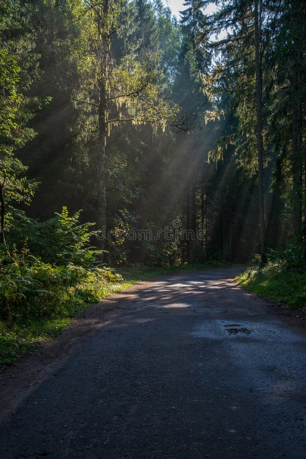 Beautiful Morning Sun Light Shining through the Trees on the Road, Sun ...