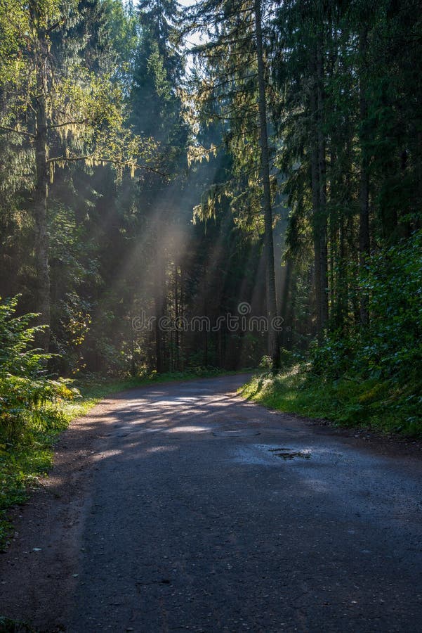 Beautiful Morning Sun Light Shining through the Trees on the Road, Sun ...