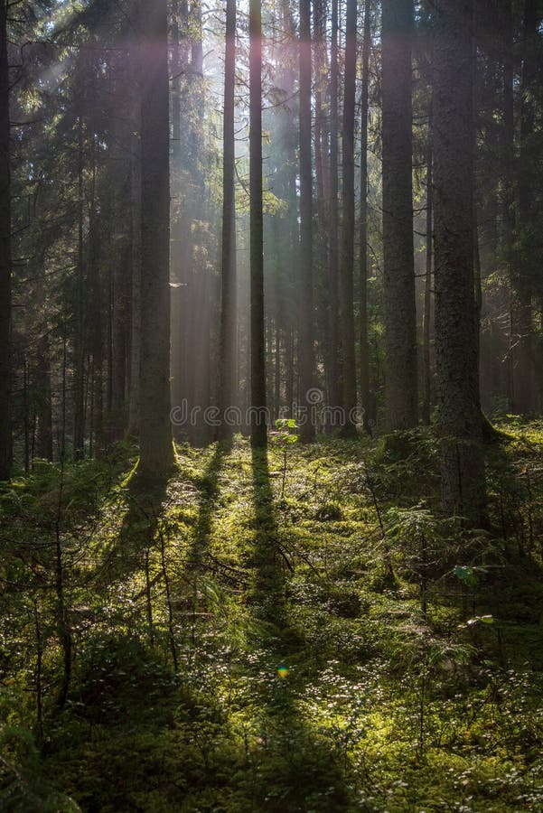 Beautiful Morning Sun Light Shining through the Trees on the Road, Sun ...