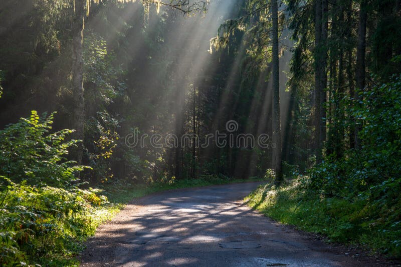 Beautiful Morning Sun Light Shining through the Trees on the Road, Sun ...