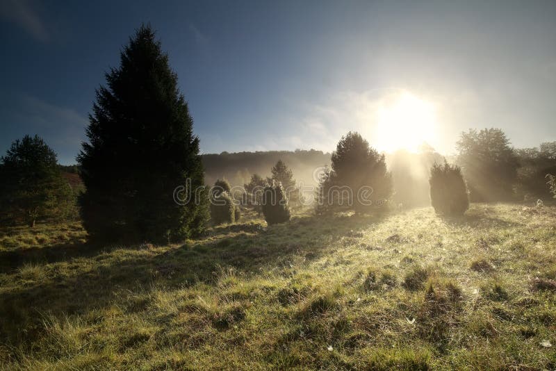 Beautiful Morning Sunlight in Mist Stock Image - Image of fall, meadow ...