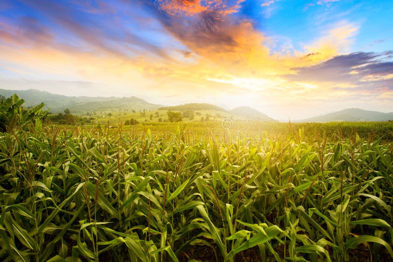 Beautiful Morning Sunrise Over the Corn Field Stock Image - Image of ...