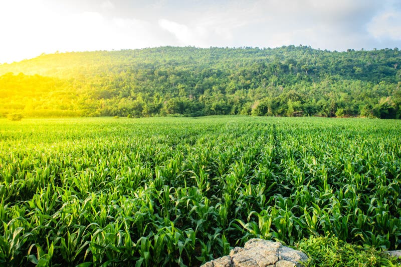 Sunrise Over the Corn Field Stock Image - Image of scene, season: 99729367