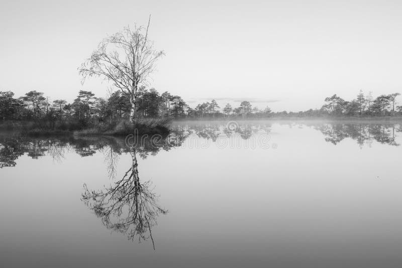 Beautiful Morning in the Swamp Stock Photo - Image of north, nature ...