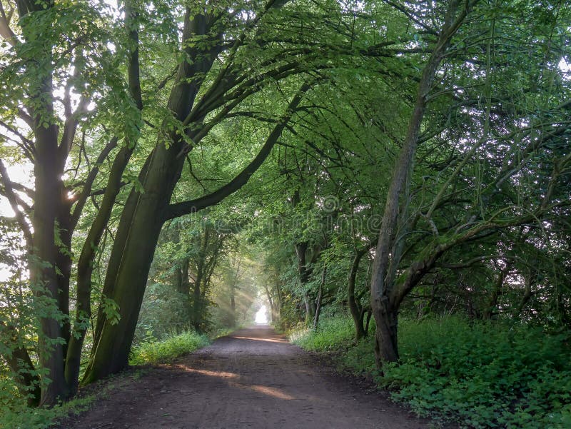 Beautiful Morning on a Tree Lined Walkway Stock Photo - Image of flower ...