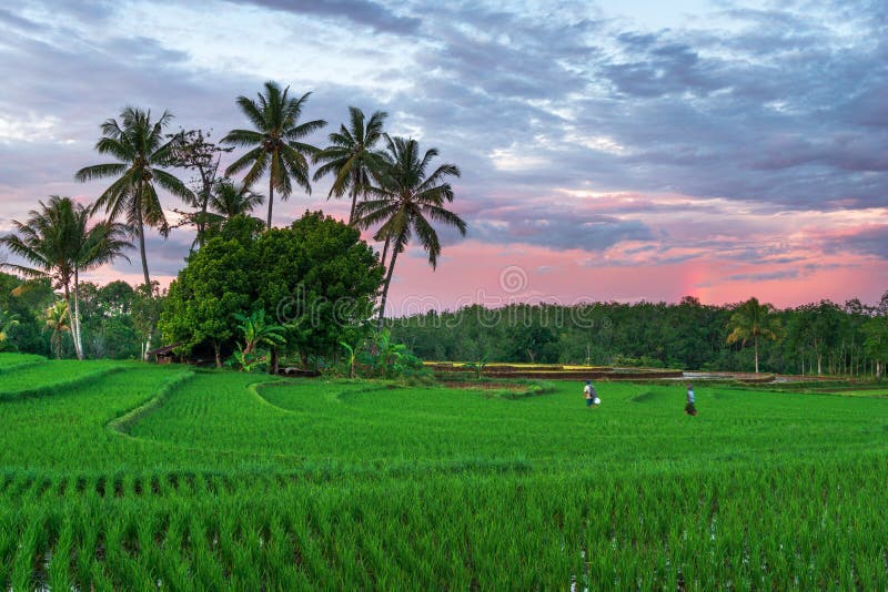Beautiful Morning View in the Green Rice Fields Stock Photo - Image of ...