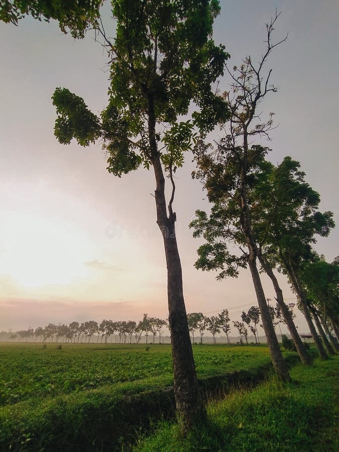 Beautiful Morning View Under the Tree Stock Image - Image of morning ...