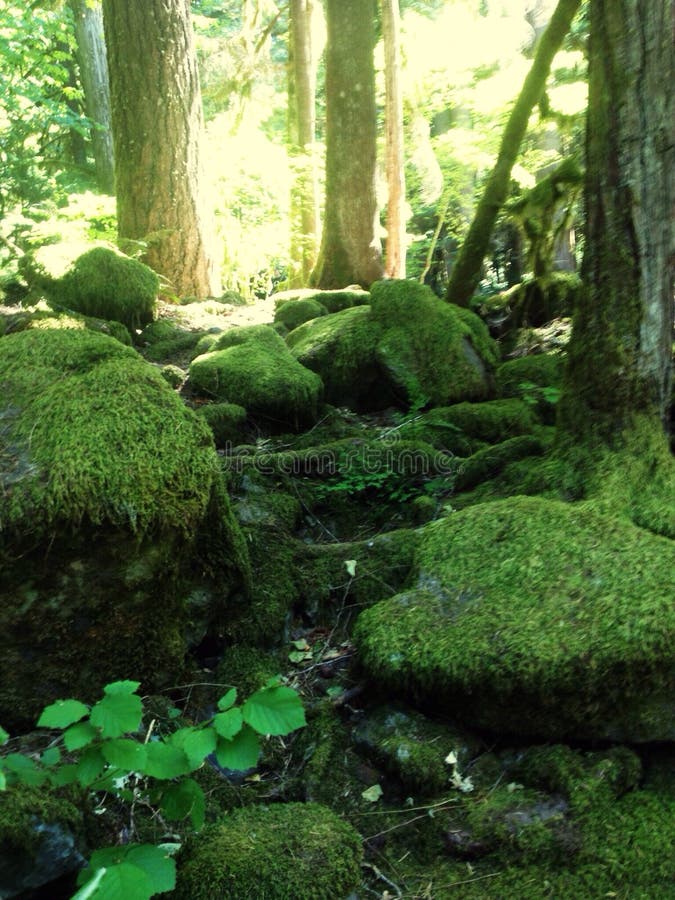 Beautiful moss area stock image. Image of beautiful, area - 77754887