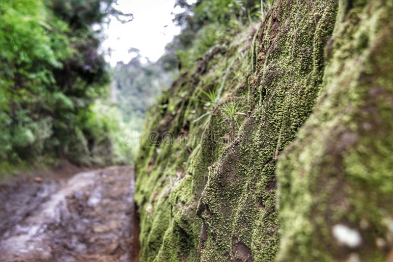 Beautiful Moss on the Cikole Cliff Stock Photo - Image of jungle, plant ...