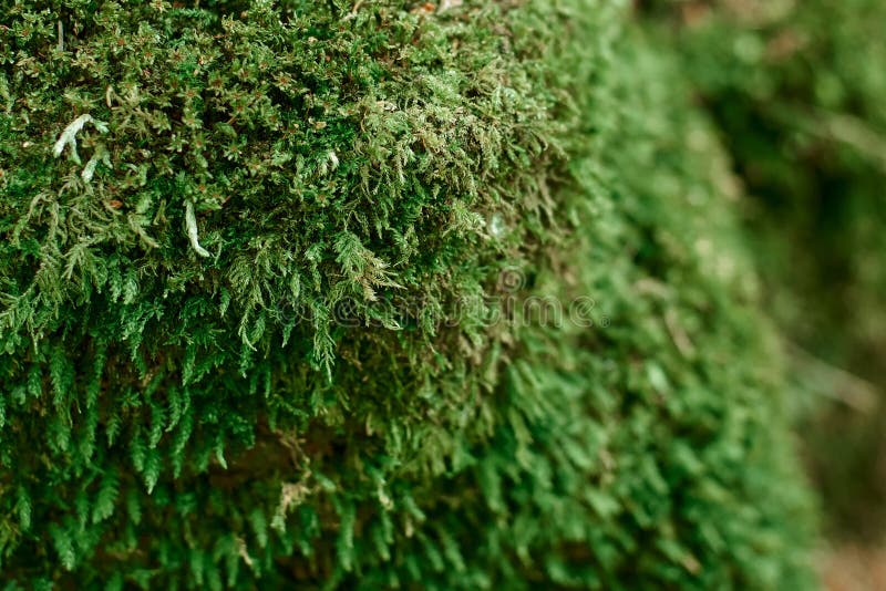 Close up of Moss stock image. Image of greenery, closeup - 253873757