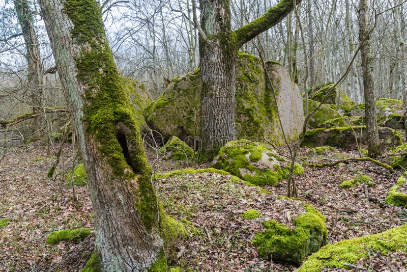 Beautiful Moss Covered Forest Ground Stock Image - Image of beautiful ...