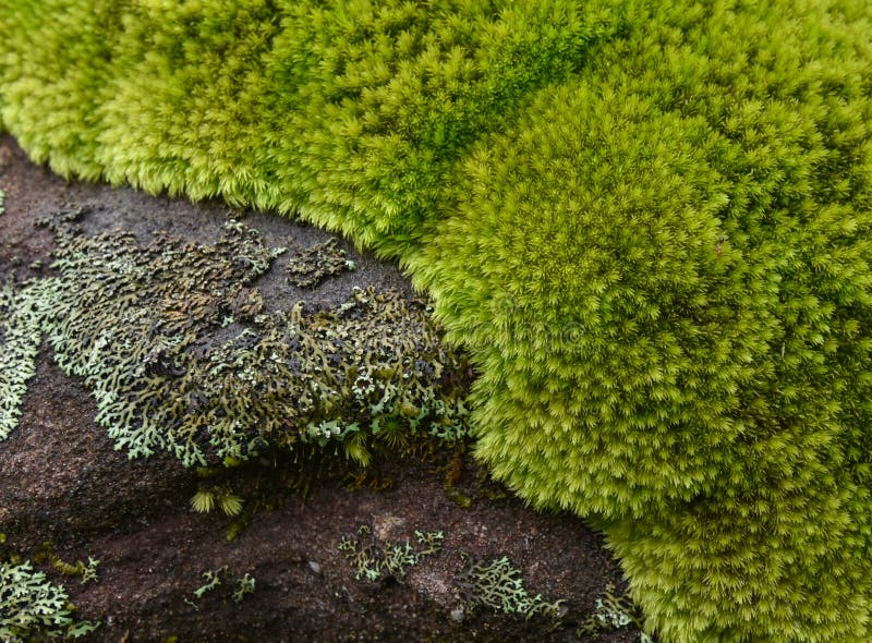 Beautiful Moss Green stock image. Image of macro, flora - 75653785