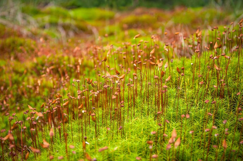 Wood Deep Moss in the Forest. Green Moss in the Carpathians. Stock ...