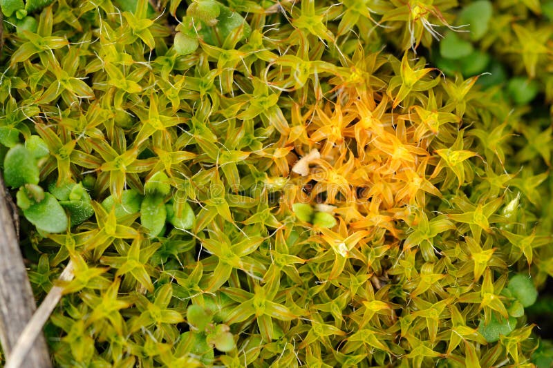 Beautiful Moss Macro stock image. Image of object, bryophyta - 246710431