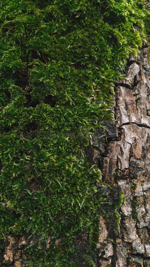 Beautiful moss texture stock image. Image of beautiful - 255655293