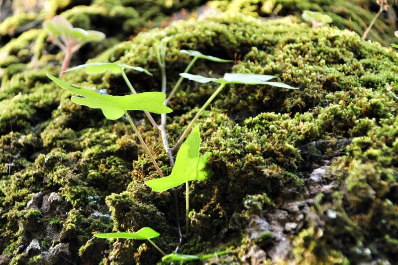Moss Texture with Plant on a Tree Bark Stock Photo - Image of trunk ...
