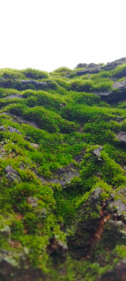 The Beautiful Moss on the Tree Blooms in Spring Stock Image - Image of ...