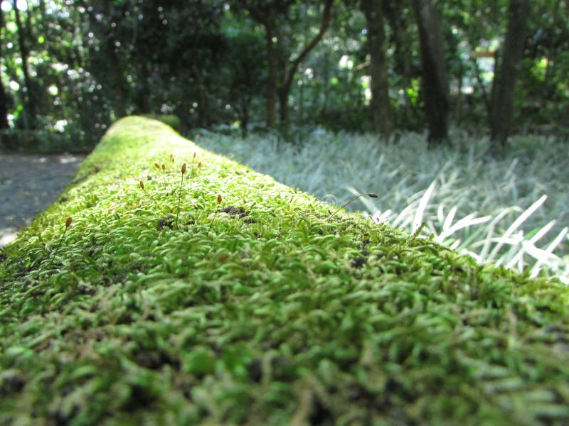 Beautiful Moss on a Tree Trunk Stock Photo - Image of garden, detail ...