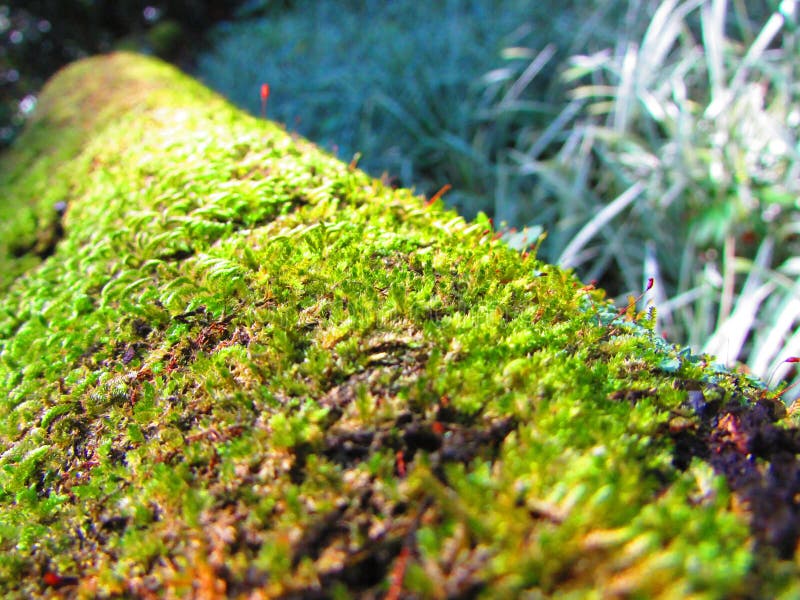 Beautiful Moss on a Tree Trunk Stock Photo - Image of foliage, mossy ...