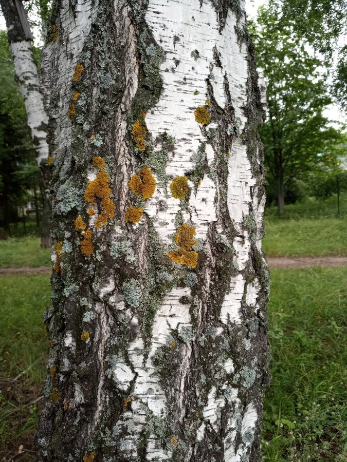 Beautiful Mosses and Lichens of Unusual Shape and Color Growing on the ...